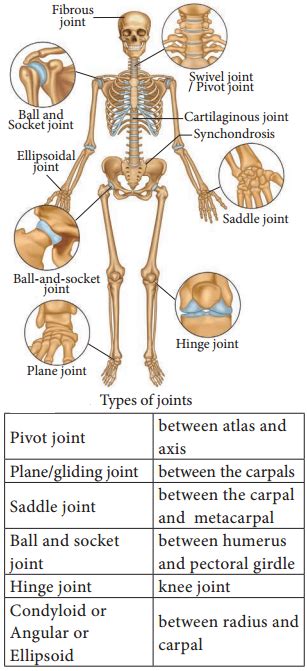 Types Of Joints In The Human Body