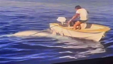 Vic Hislop Filmed Hauling Great White Shark With Bare Hands In Old