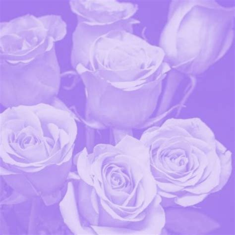 Purple Rose Lavender Aesthetic Purple Backgrounds Purple Aesthetic