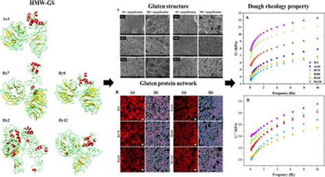 Influence Of High Molecular Weight Glutenin Subunit On Components And