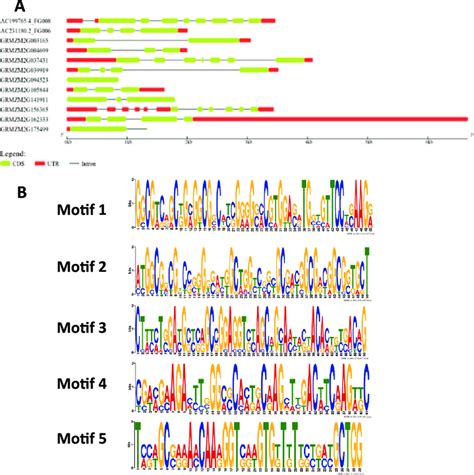 Gene Structure And Sequence Motifs Of Cell Wall Modification Genes A Download Scientific