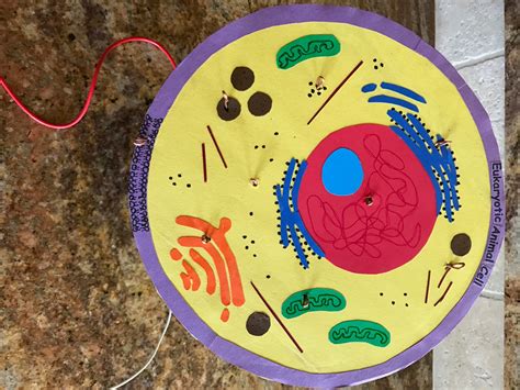 Interactive Cell Model 28 Steps With Pictures Instructables