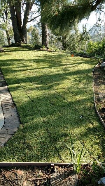 Kurapia Ground Cover Drought Tolerant Lawn Alternatives Ground Cover