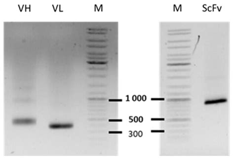 Development Of Anti Lrrc15 Small Fragments For Imaging Purposes Using A Phage Display Scfv Approach