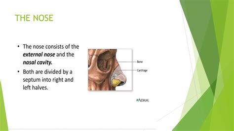 Nose And Paranasal Sinuses Ppt And Diagrams Pptx Nose And Paranasal Sinuses Ppt And Diagrams Pptx
