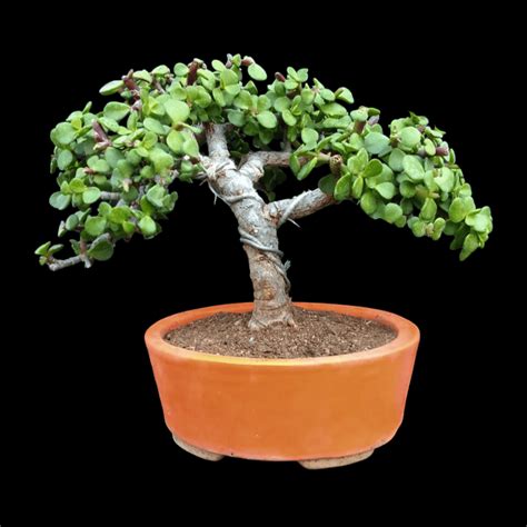Bonsai For Ting Buy Bonsai Online In India Jade Bonsai