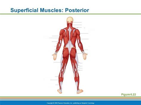 Hap Posterior Muscle Labeling Diagram Quizlet