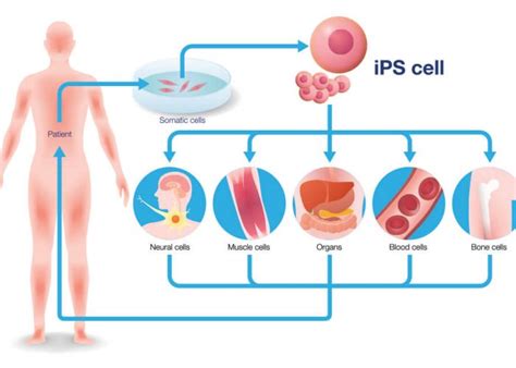Ipsc Differentiation Ipsc21 Induced Pluripotent Stem Cells