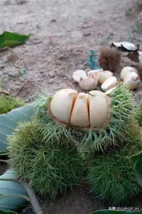 大山里的馈赠板栗 知乎