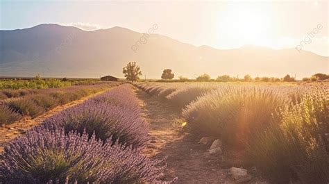 薰衣草田背景插畫生成ai 照片圖桌布圖片免費下載 Pngtree