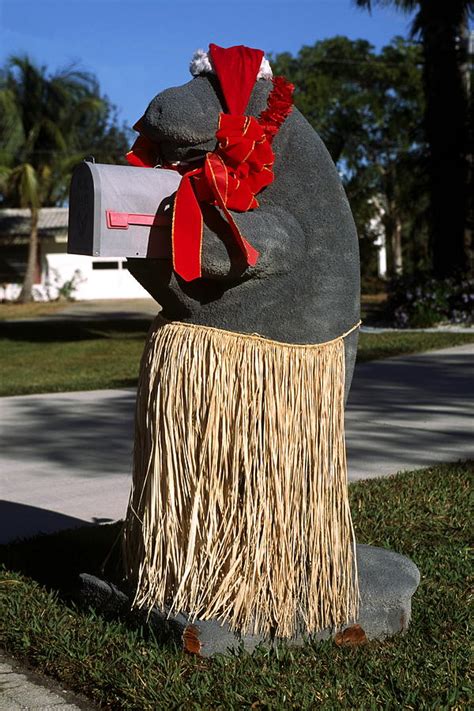 Manatee Mailbox Photograph By Sally Weigand Fine Art America