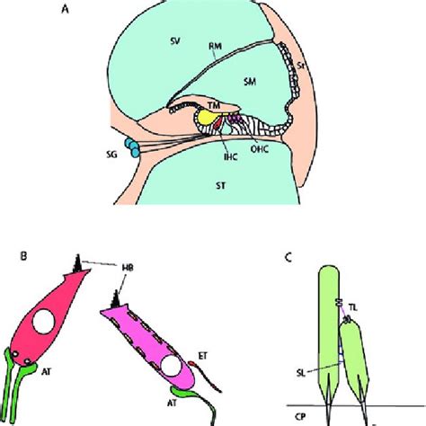Schematic Demonstrating The Basic Anatomy Of The Cochlea A Cross Download Scientific Diagram