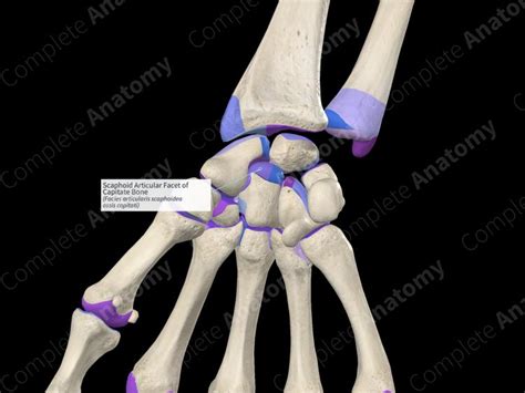 Scaphoid Articular Facet Of Capitate Bone Complete Anatomy