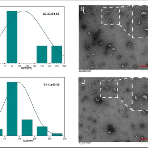 Western Blot Analysis Of Prp Exos Encapsulated Proteins Representative