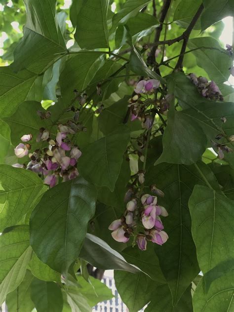 Punga Poo Pongamia Pinnata Benefits Uses And Side Effects Moolihai