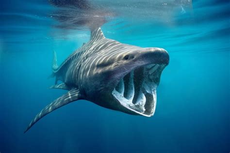 Basking Sharks 20 Fun Facts You Never Knew