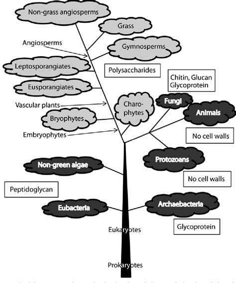 Figure 1 From Synthesis Of Glucuronoxylan In Higherand Lower Plants Semantic Scholar