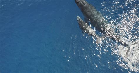 Marine Mammal Monitoring Open Ocean Robotics