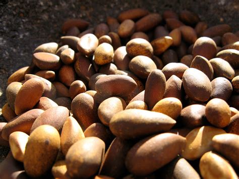 Curiosity S Path Pine Nuts In The Shell