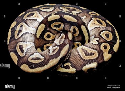 Ball Python Curled Up