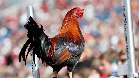‘sir Big Spur To Return To South Carolina Sidelines