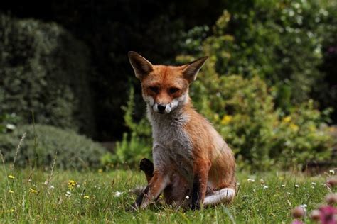 Fox In The Garden And More Dragonfly Photos Everything Is Permuted