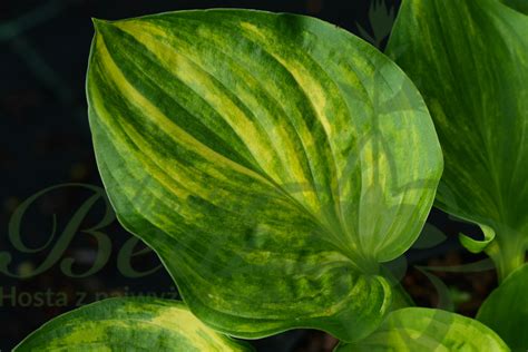 Hosta ‘william Lachman Sklep Hosta Bea
