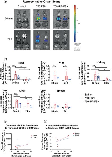 Distribution Of Unloaded Fibrin‐specific Nanogels Fsns And Download Scientific Diagram