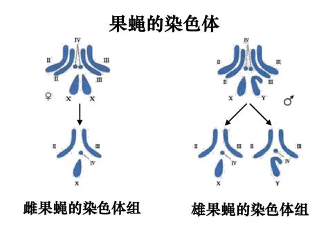 染色体数目变异及其应用 Word文档在线阅读与下载 无忧文档