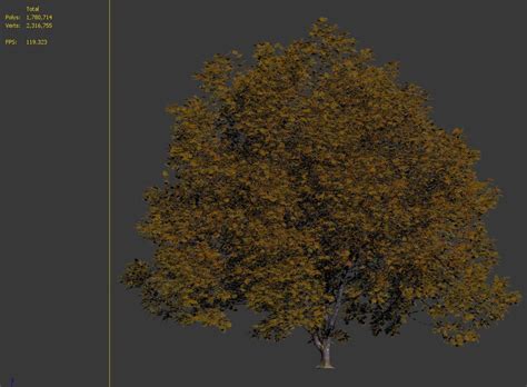 Acer Macrophyllum Autumn Model Turbosquid 1930046