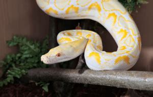 Reticulated Python Profile Reptile Craze