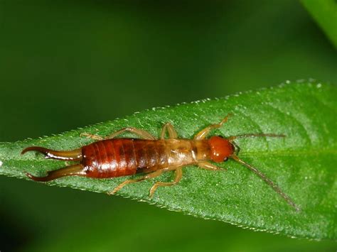 Dermaptera Forficulidae Flickr