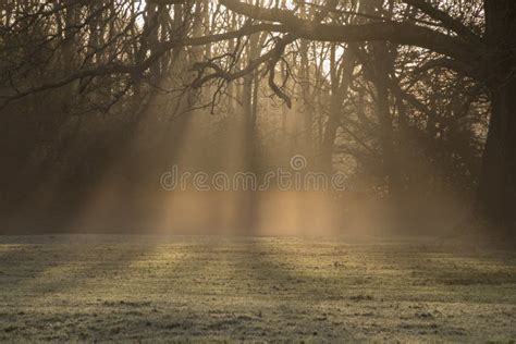 Misty Rays Of Sunshine Stock Image Image Of Misty Common 135127913