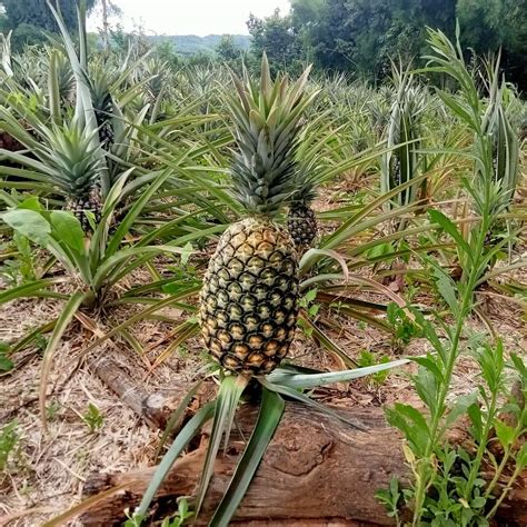 ကျိုင်းလပ်မြို့၌ တစ်ပိုင်တစ်နိုင် စိုက်ပျိုးထားသည့် နာနတ်ခင်းများ ဖြစ်ထွန်းအောင်မြင်၍ မိသားစုဝင