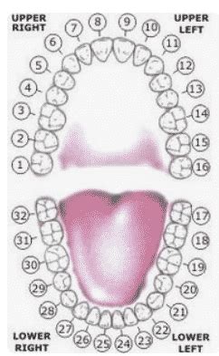 Understanding Teeth Numbers