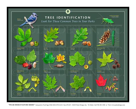 PDNS Tree And Leaf Identification Guide Parts Of Tree Anatomy Outdoor Interpretive Signs Pulse