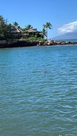 Honokeana Bay Maui All You Need To Know Before You Go Updated