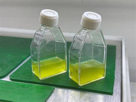 Light And Temperature Key To Cultivation Of A Special Microalga