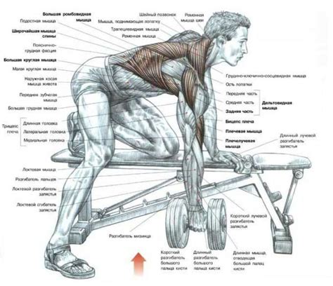 Pin by ArchiTrav on Фитнес | Muscle building workouts, Gym workout tips ...