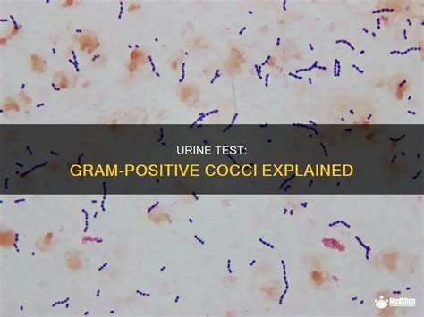 Urine Test Gram Positive Cocci Explained Medshun