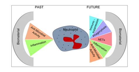 Neutrophils Function