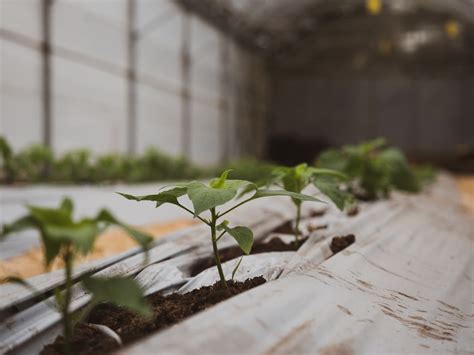 The Environmental Impact Of Synthetic Fertilizers Vs Organic