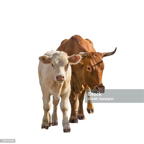 Cow 및 캘프 가축에 대한 스톡 사진 및 기타 이미지 가축 가축떼 건강한 식생활 Istock