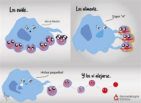 Hematología Clínica 👉la Eritropoyesis Es El Proceso De Formación De