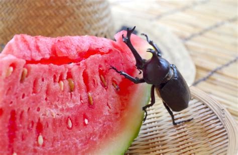 カブトムシの餌は？ゼリー意外なら何がok？徹底解説！