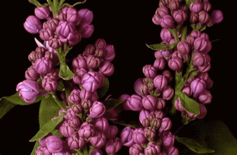 Animated Flower Growing 