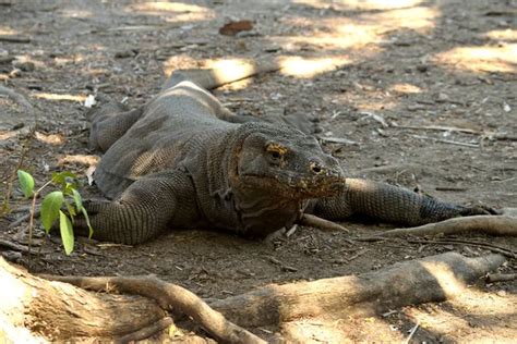 Mating Komodo Dragons Stock Photos Royalty Free Mating Komodo Dragons Images Depositphotos