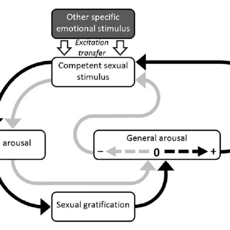 A Schematic Representation Of Self Regulation By Means Of Sexual Behavior Download Scientific