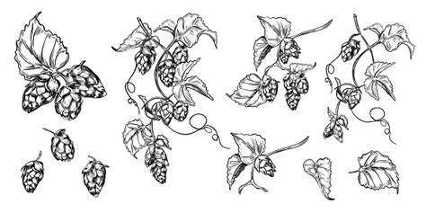 홉 덩굴 Humulus 식물 잎 검정 흰색 그래픽 벡터 일러스트 레이 션 절연 나뭇 가지에 홉 콘 세트 맥주 라벨 옥토버 페스트 양조에 대한 식물 스케치에 그려진 흑백 조각