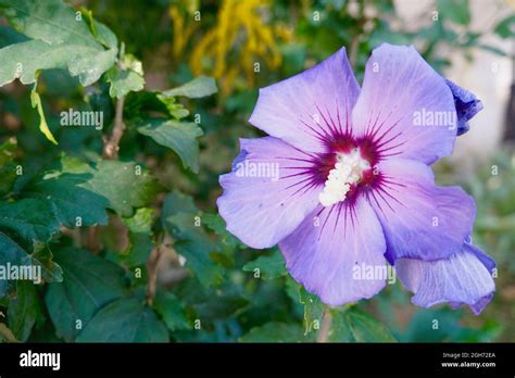 Purple Hibiscus Flower